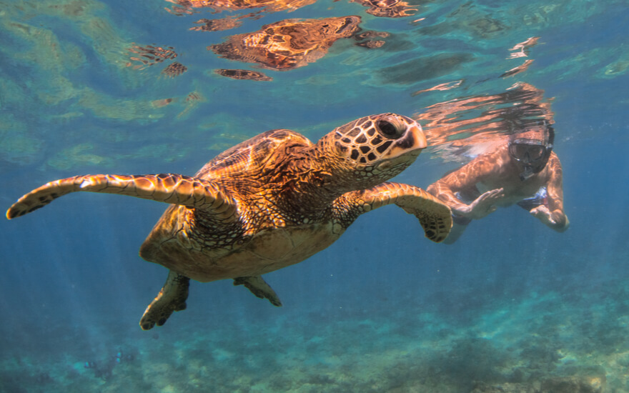 Top Oahu Snorkeling Tours - Hijinks